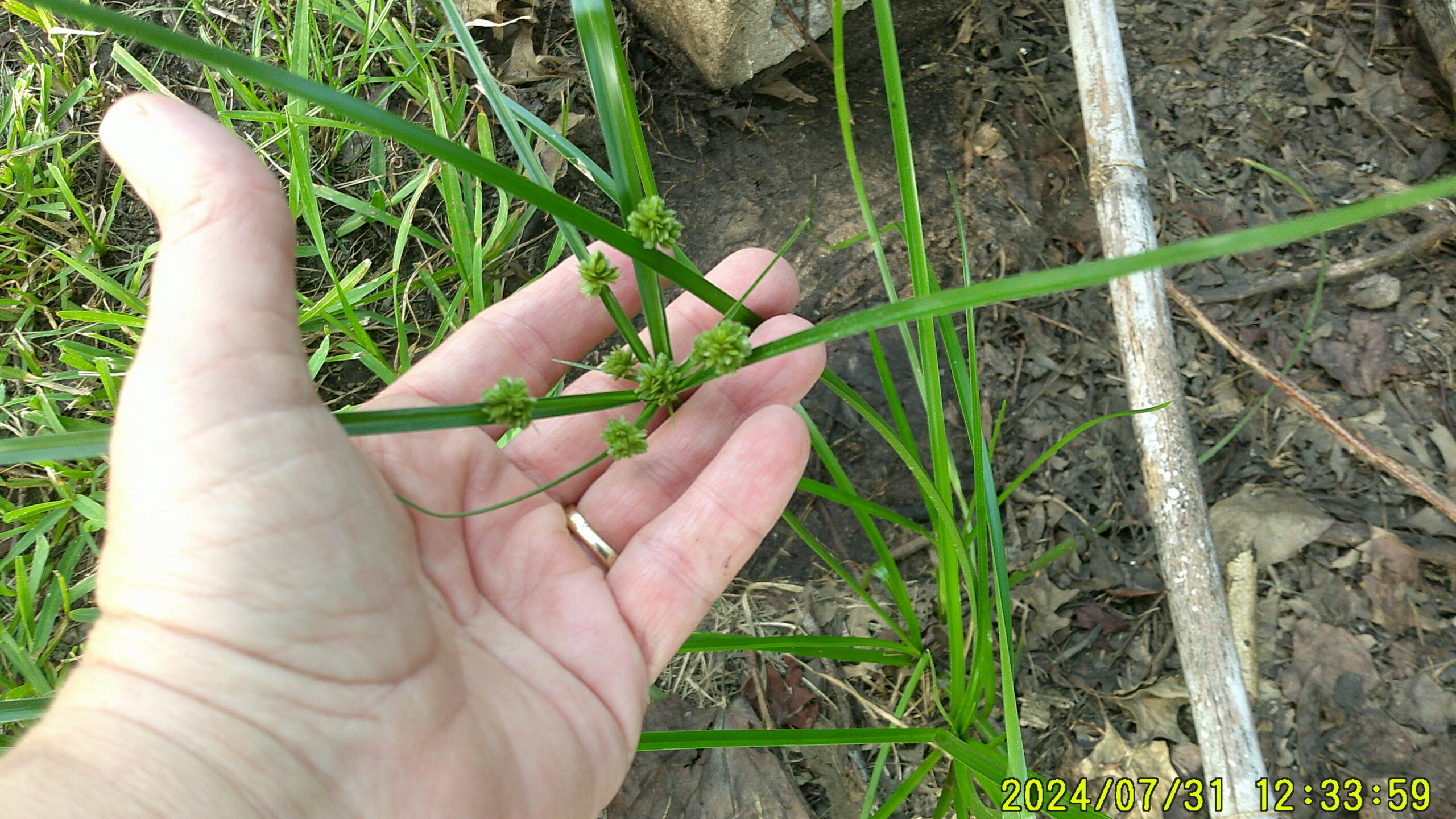How To Get Rid Of Nut Grass (Nutsedge): An Organic Gardener's Guide ...